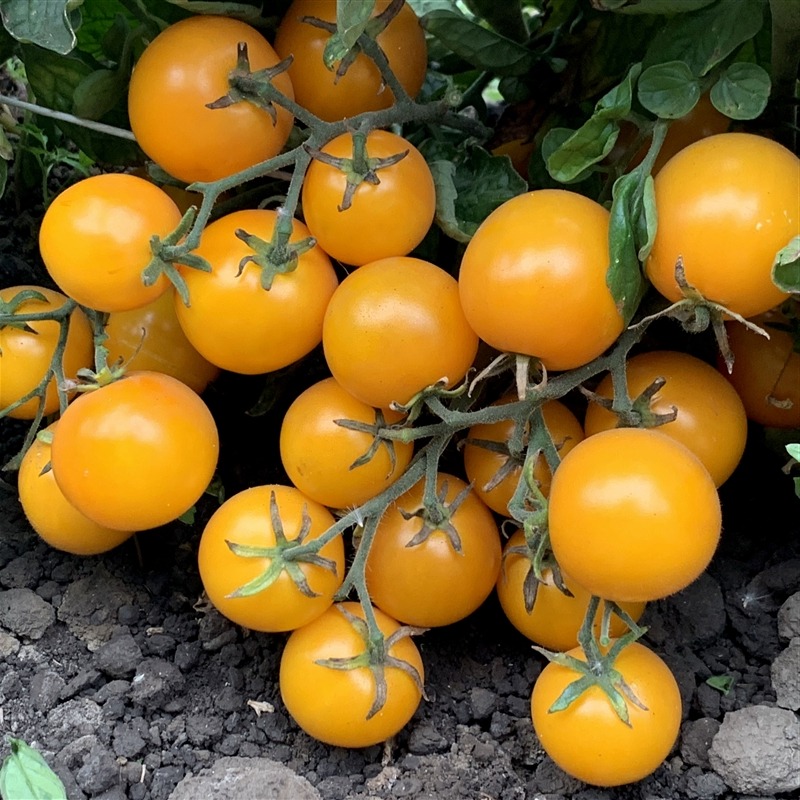 Achat de plant de tomate Amber Colored à Reims - Variété compacte et ...