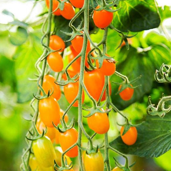 Vente de plant de tomate Dattorange - tomate cerise orange au goût ...
